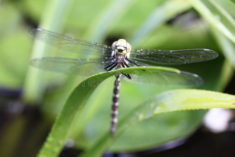 Dragonfly (Odonata) stock image. Image of flying, dragonfly - 68844403