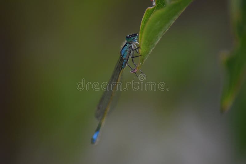 Dragonfly (Odonata) stock image. Image of floral, leaf - 271297637
