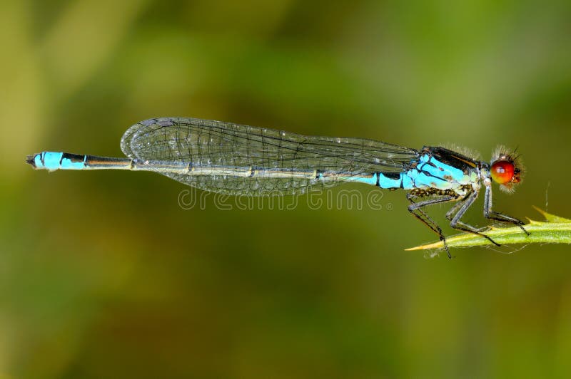 Dragonfly outdoor stock image. Image of fragile, beautiful - 27916037