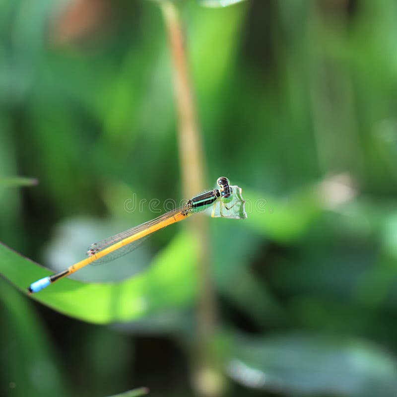 Dragonfly outdoor stock image. Image of beauty, delicate - 45029015