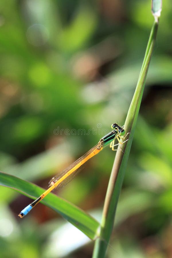 Dragonfly outdoor stock image. Image of blue, fauna, macro - 45029019