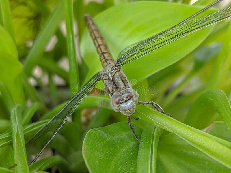 Variegated Dragonfly on a Green Background Stock Photo - Image of ...