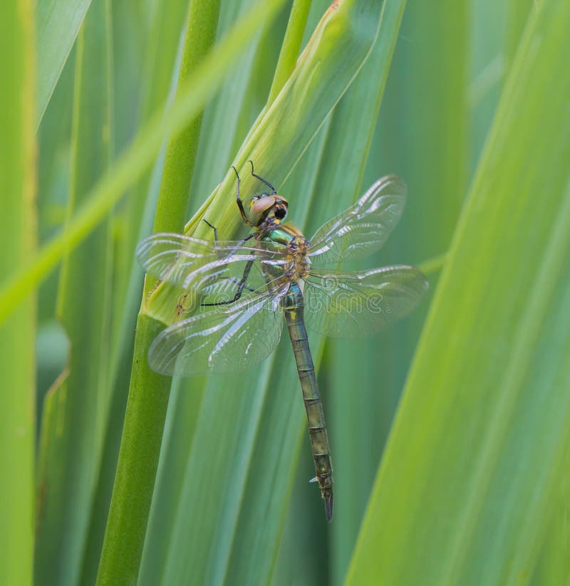 A Dragonfly Outside in the Garden on a Leaf Stock Image - Image of ...