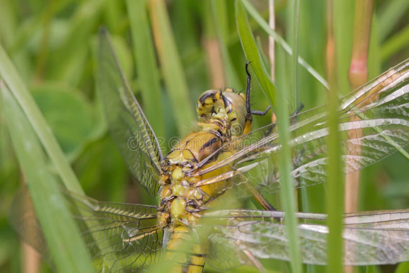 A Dragonfly Outside in the Garden on a Leaf Stock Image - Image of ...