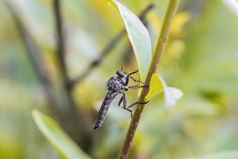 A Dragonfly Outside in the Garden on a Leaf Stock Photo - Image of ...