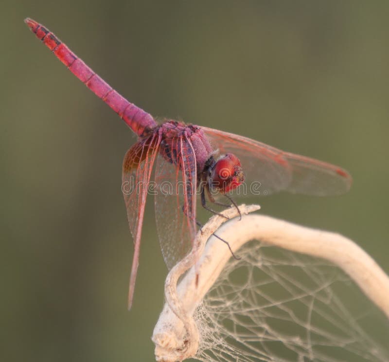 Dragonfly Over Water Lillies Stock Image - Image of nature, green: 9725899
