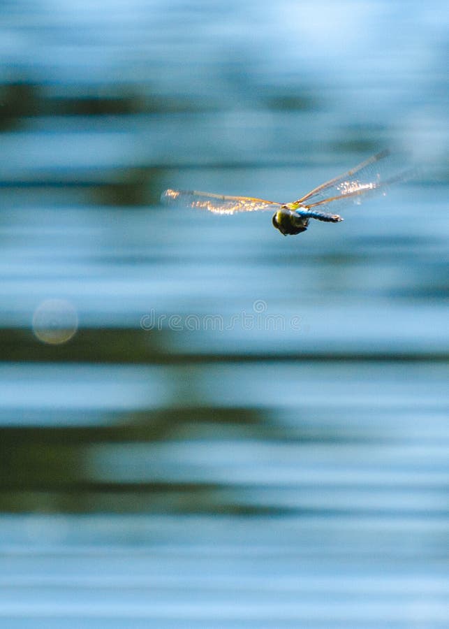 Dragonfly Over Water stock image. Image of airplane - 228593779