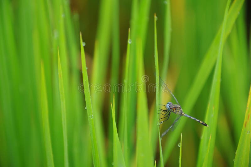 Dragonfly in the Paddy Rice Stock Photo - Image of farm, green: 72142654
