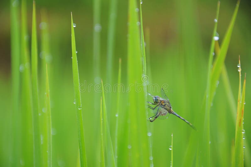 Dragonfly in the Paddy Rice Stock Photo - Image of agriculture, food ...