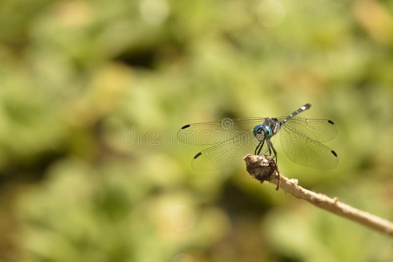 Dragonfly Parked on a Branch, Side View Stock Photo - Image of nature ...