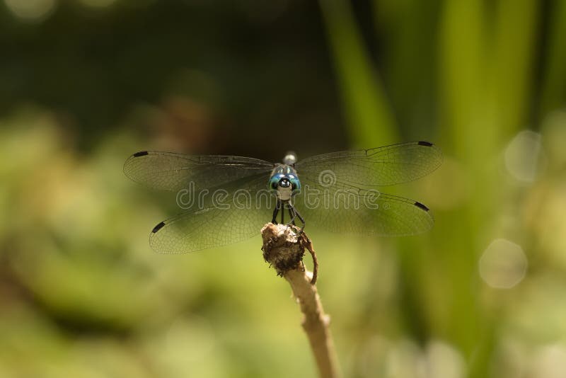 Dragonfly Parked on a Branch, Side View Stock Photo - Image of nature ...