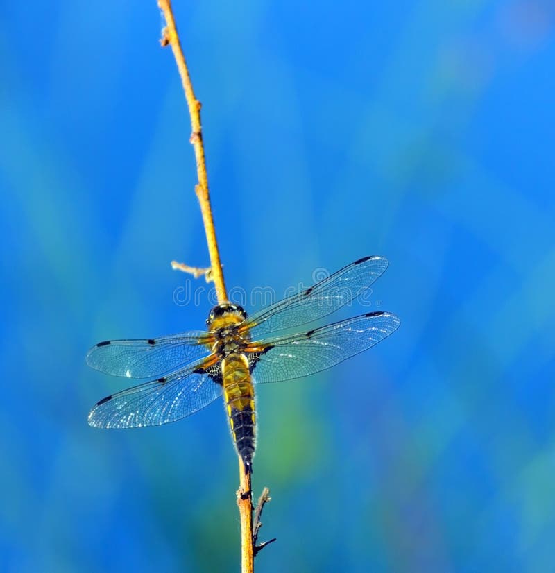 Dragonfly stock photo. Image of insects, summer, water - 31529154