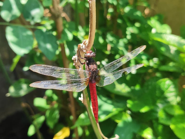 Dragonfly peched on a twig stock photo. Image of insect - 209731160