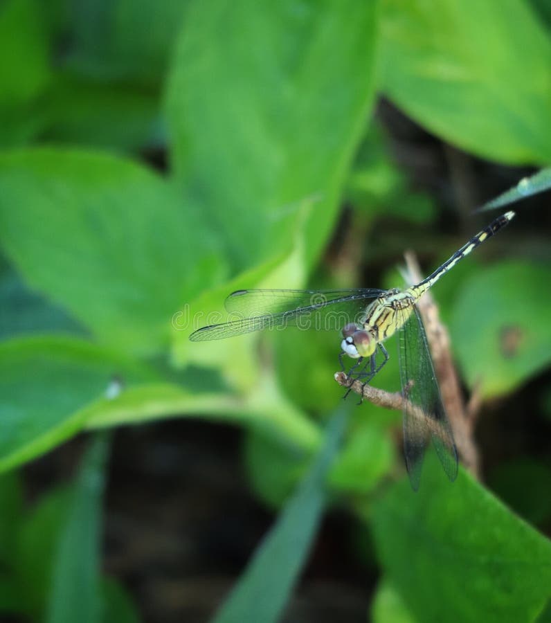 Dragonfly Perch on Green Leaf Stock Photo - Image of green, dragonfly ...
