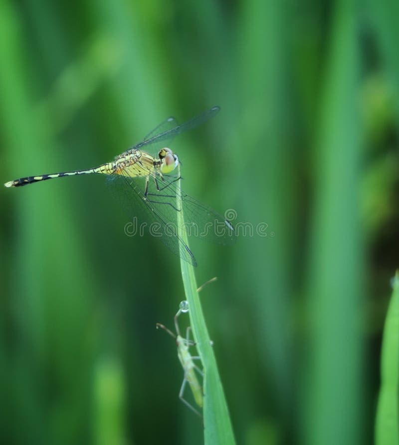 Dragonfly Perch on Green Leaf Stock Photo - Image of animal, close ...