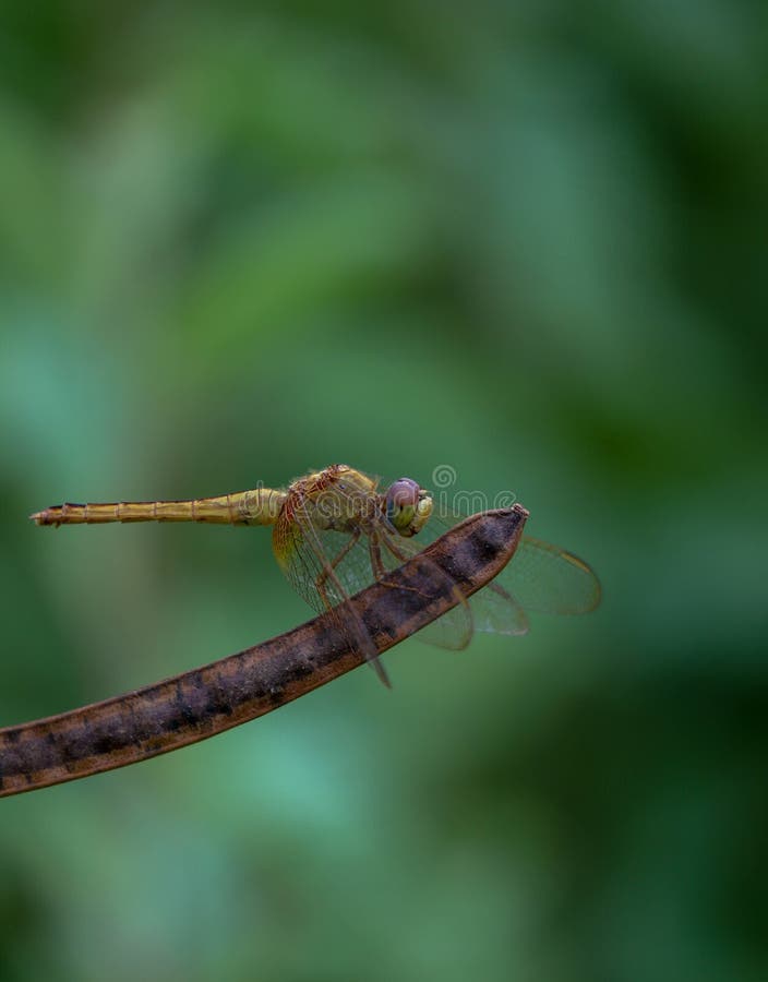 Dragonfly perch on a leaf stock photo. Image of wing - 253828288