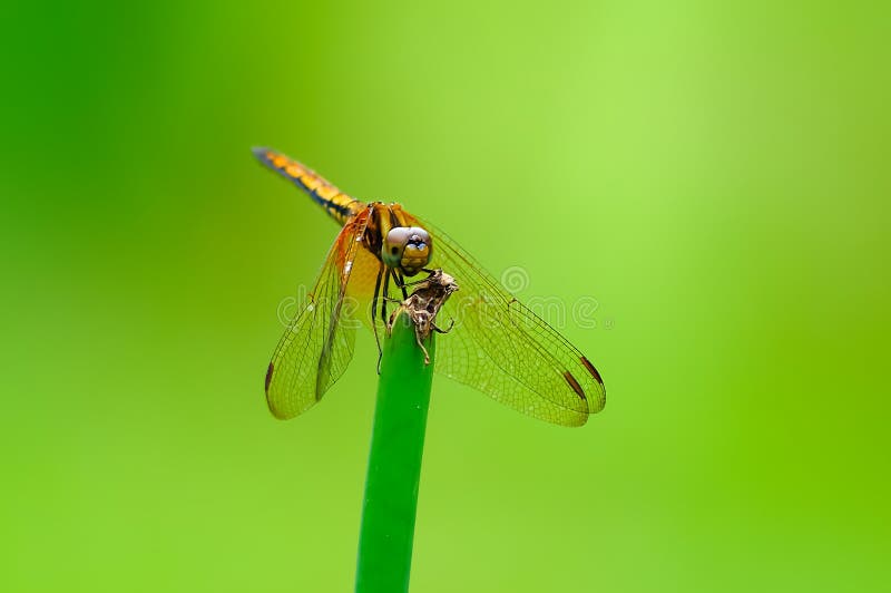 Dragonfly stock image. Image of background, lesser, perch - 29701179