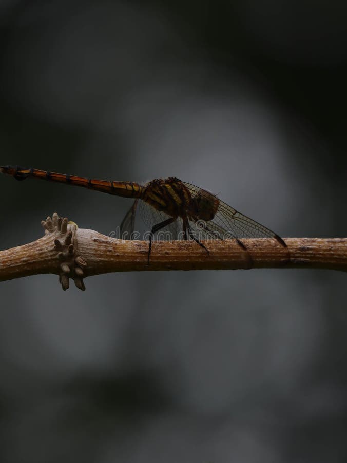 Dragonfly Perch on Tree Branch Stock Image - Image of insect, nature ...