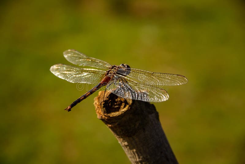 A Dragonfly Perched on a Perch. Stock Photo - Image of fauna, closeup ...