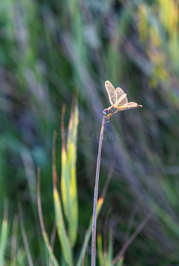 Dragonfly Perched on a Branch Stock Photo - Image of dragonfly ...