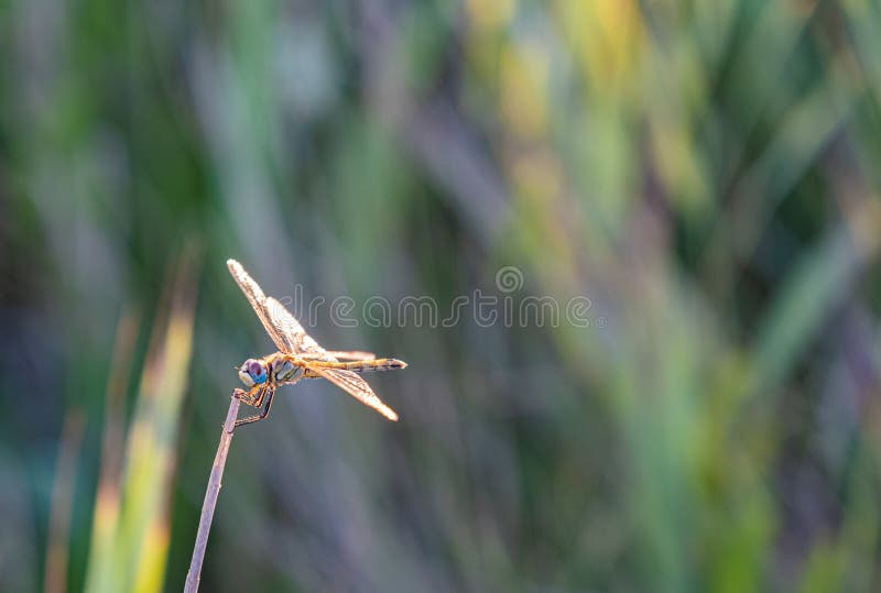Dragonfly Perched on a Branch Stock Image - Image of flight, space ...