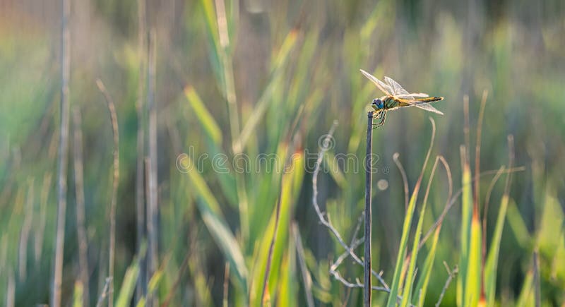 Dragonfly Perched on a Branch Stock Photo - Image of leaf, nature ...