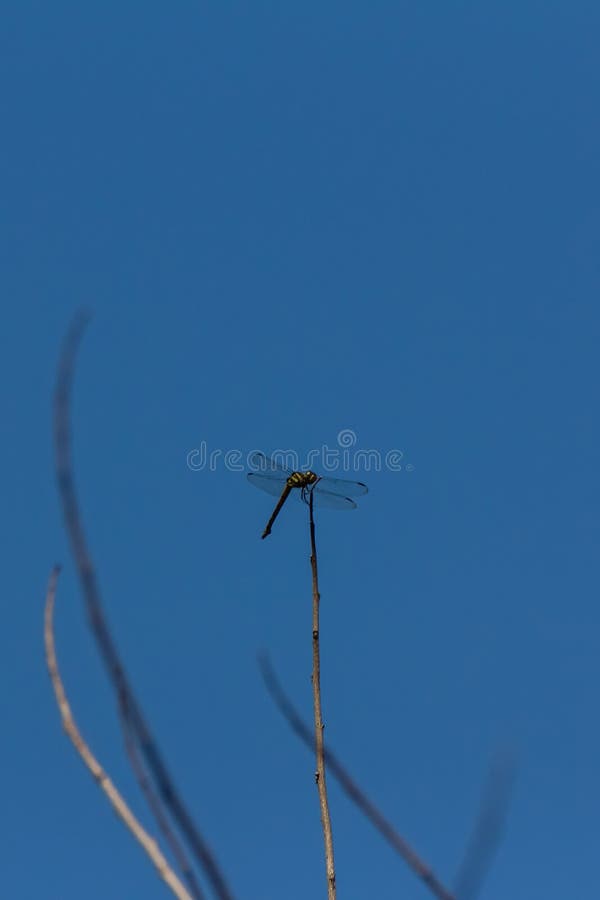 Dragonfly Perched on the Branch Stock Image - Image of perched, branch ...