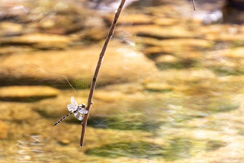 Dragonfly Perched on a Branch with a River Behind Stock Photo - Image ...