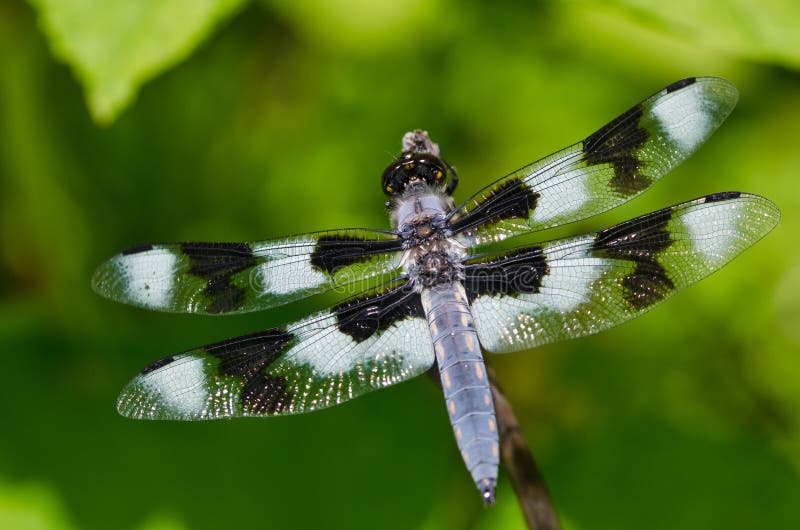 Dragonfly Perched on End of Twig Stock Photo - Image of resting, insect ...