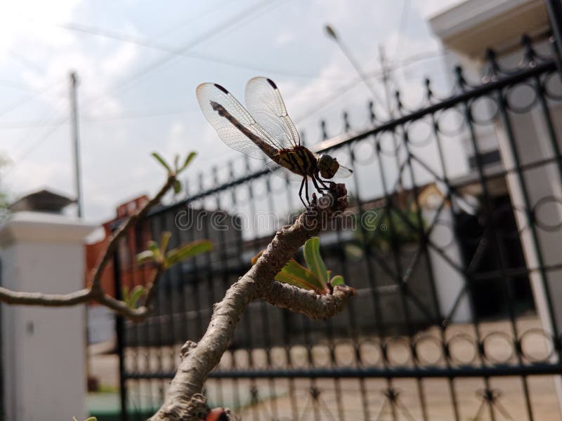 Dragonfly Perched on a Flower, Look from Beneath Stock Photo - Image of ...