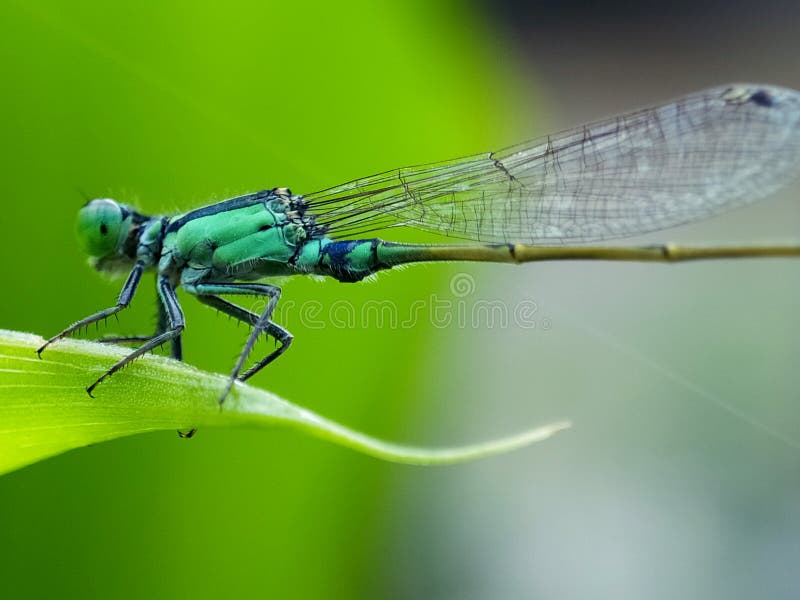 Dragonfly Perched on the Grass of the City Park Stock Image - Image of ...