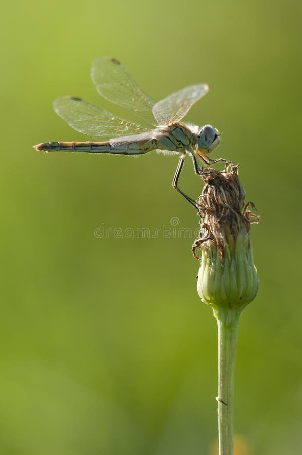 Dragonfly Perched on a Grass Spike Stock Photo - Image of spike, nature ...