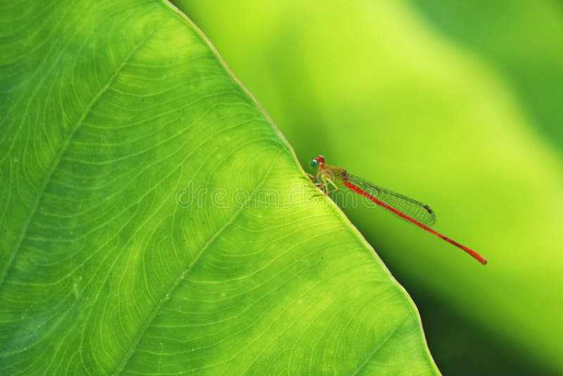 Dragonfly Perched on Green Leaf Stock Photo - Image of life, nature ...