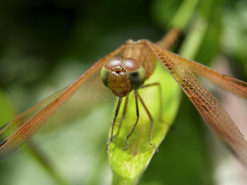 Dragonfly Perched on the Leaf. Stock Image - Image of beast, leaf ...