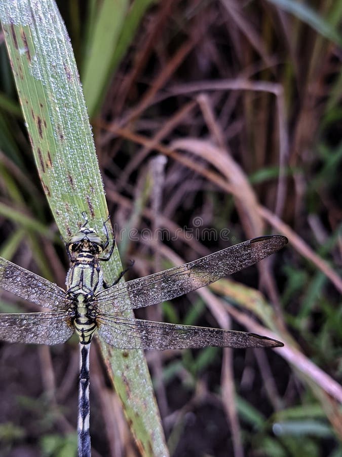Dragonfly Perched on a Leaf Stock Image - Image of branch, leaf: 223015171