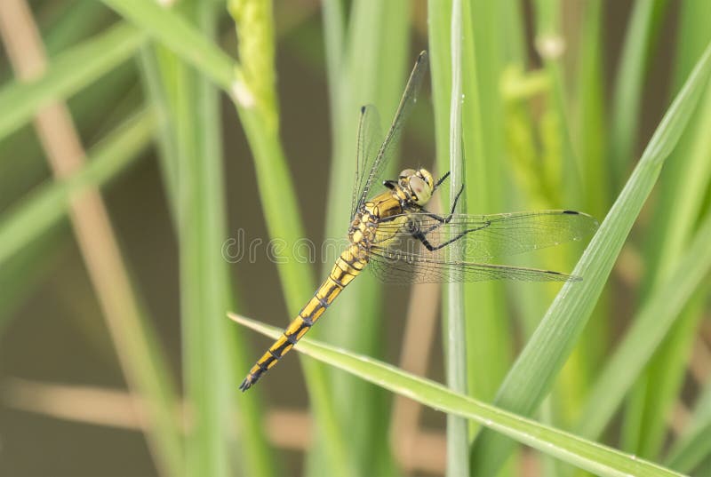 Dragonfly Perched on a Leaf Stock Photo - Image of color, closeup: 58377886