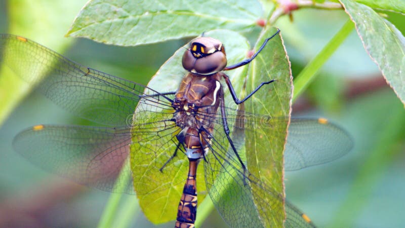Dragonfly Perched on a Leaf Stock Photo - Image of latin, perched ...