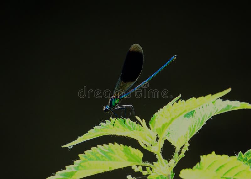 Dragonfly Perched on a Leaf at Night with only Wings Stock Photo ...