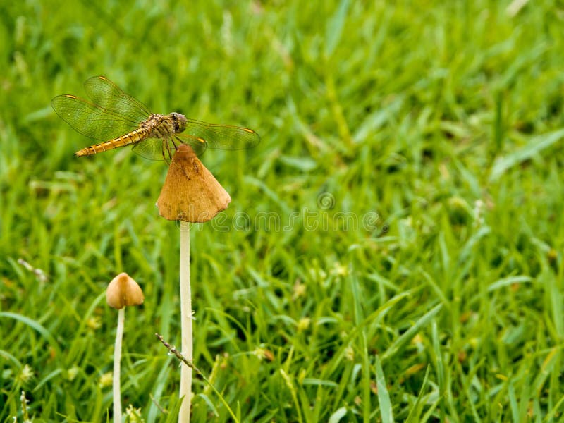 Dragonfly Perched on Mushroom Stock Photo - Image of animal, mushroom ...