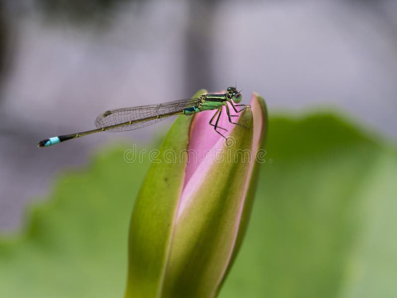 Dragonfly Perched on Pink Lotus Stock Image - Image of arthropod ...
