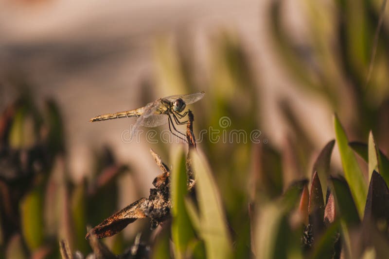Dragonfly Perched on a Plant Stock Image - Image of plant, paleontology ...