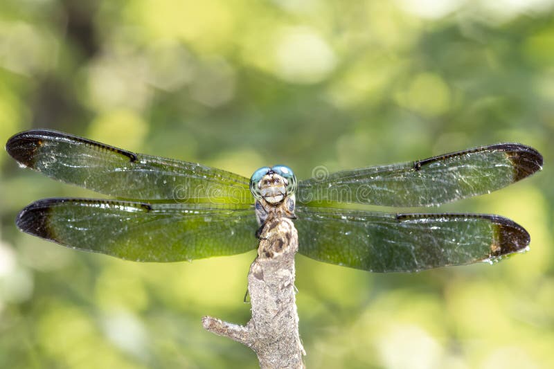 Dragonfly perched on reed stock photo. Image of head - 287784266