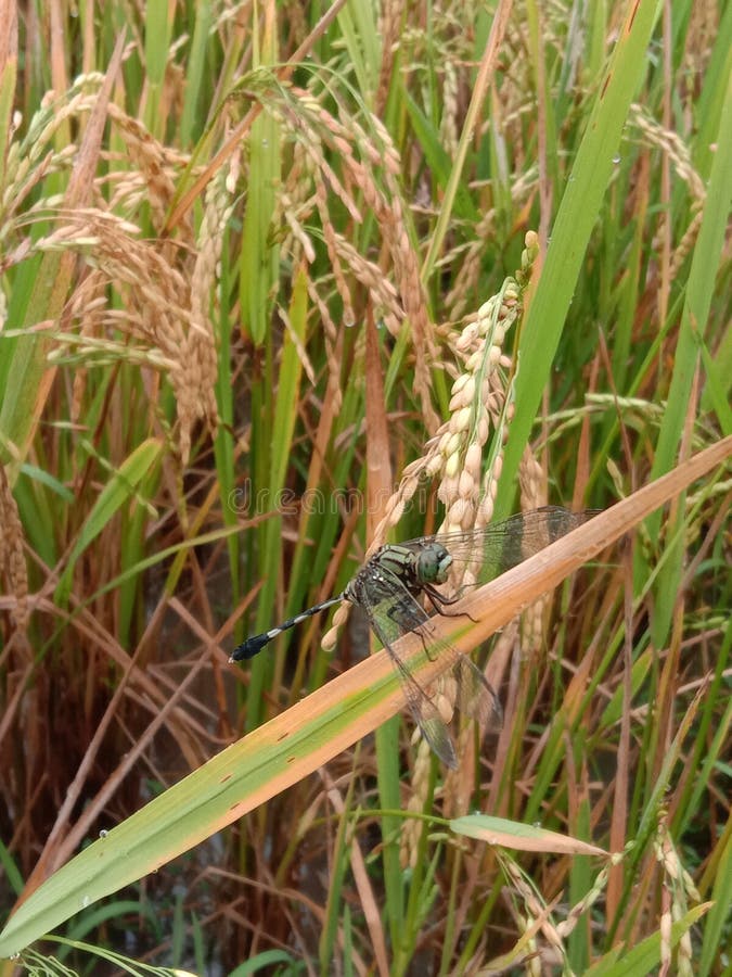 Dragonfly Perched on Rice Leaves Stock Image - Image of waterside ...