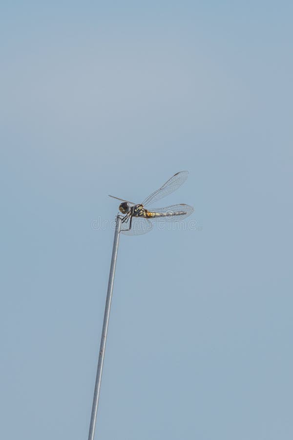 Dragonfly Perched on Tip of Radio Aerial Stock Image - Image of insects ...