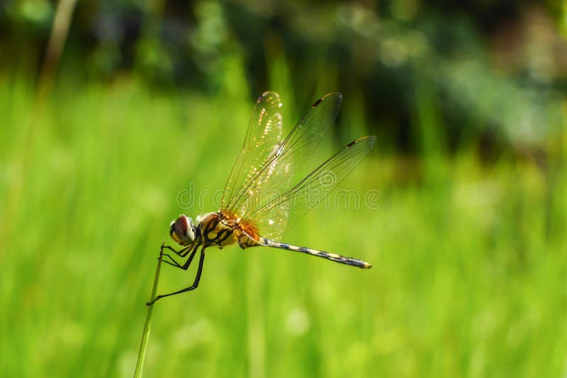Dragonfly stock photo. Image of perched, stunning, inspirational - 49324836