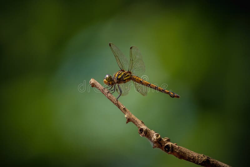 Dragonfly Perched on a Tree Branch Stock Image - Image of beautiful ...