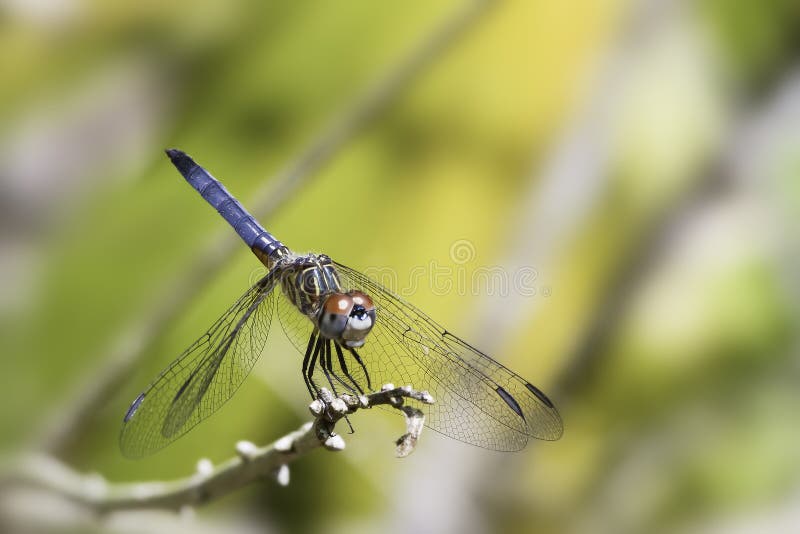 Dragonfly perched on twig stock photo. Image of perched - 19132526