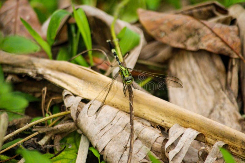The Dragonfly that is Perching Stock Photo - Image of perching, animal ...