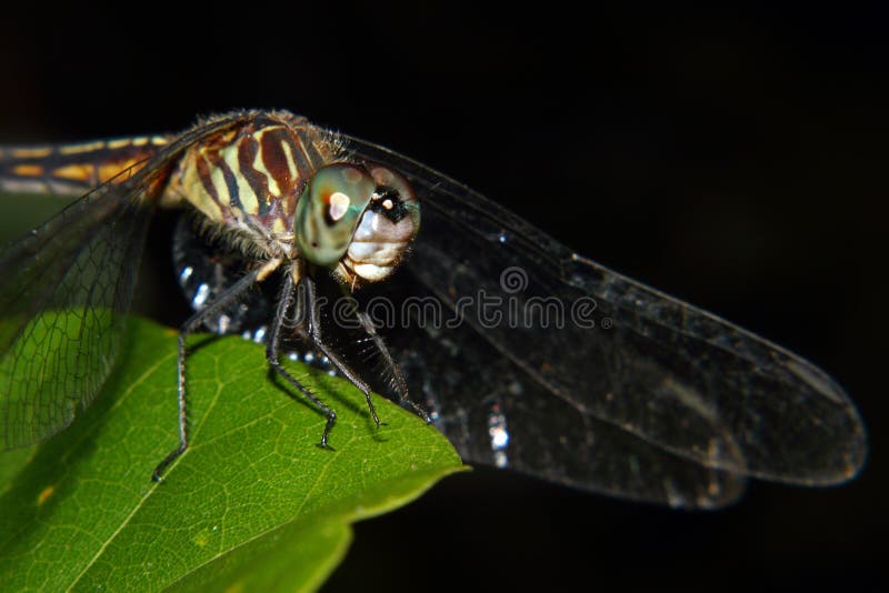 Dragonfly Perching on a Leaf Stock Photo - Image of animal, dragonfly ...
