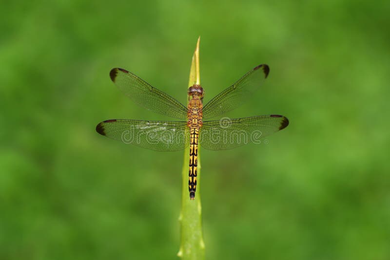Dragonfly Perching on a Leaf Stock Image - Image of odonata, display ...